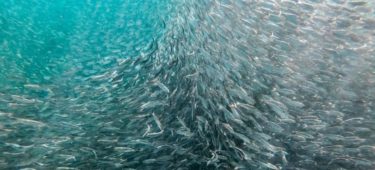 Marine Biology BS | Fairleigh Dickinson University