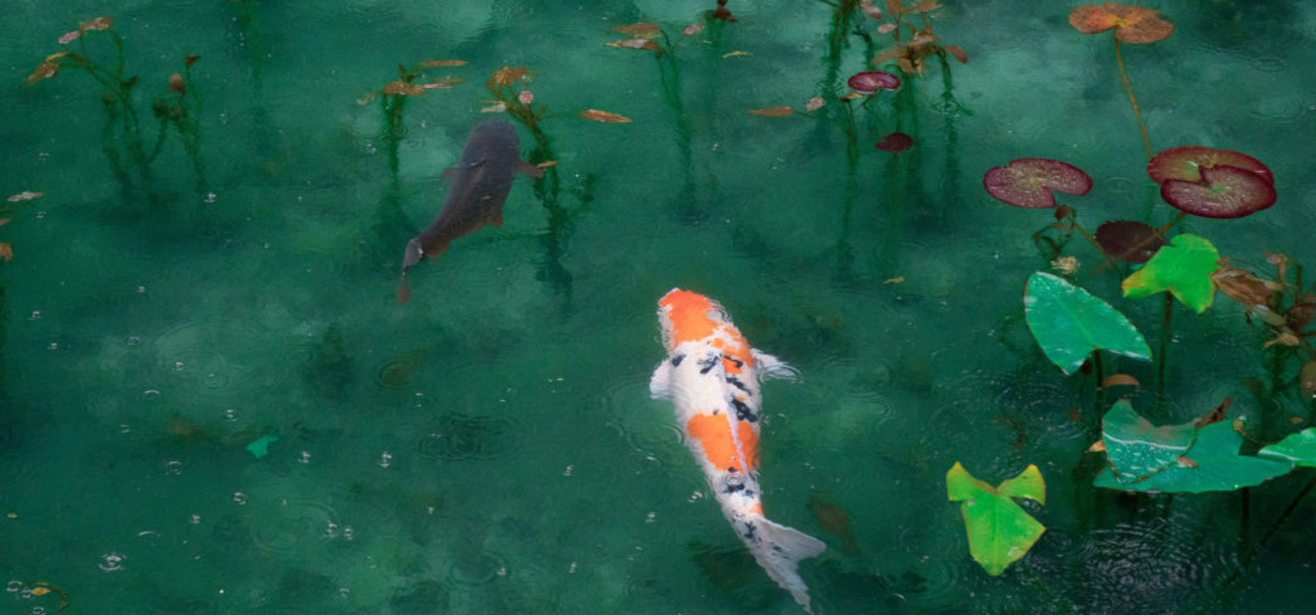 Marine Biology Minor | Fairleigh Dickinson University